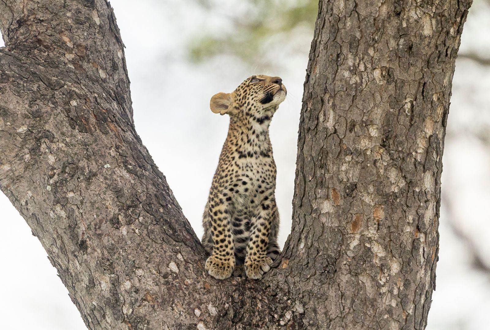Rare Leopard