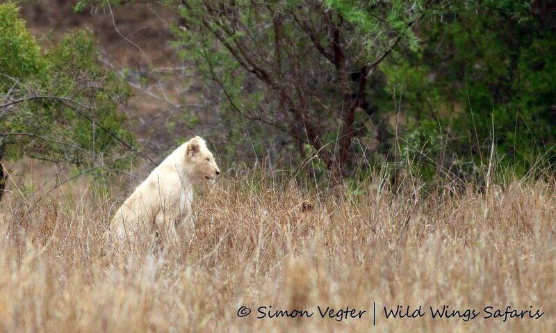 The New White Lions of Kruger