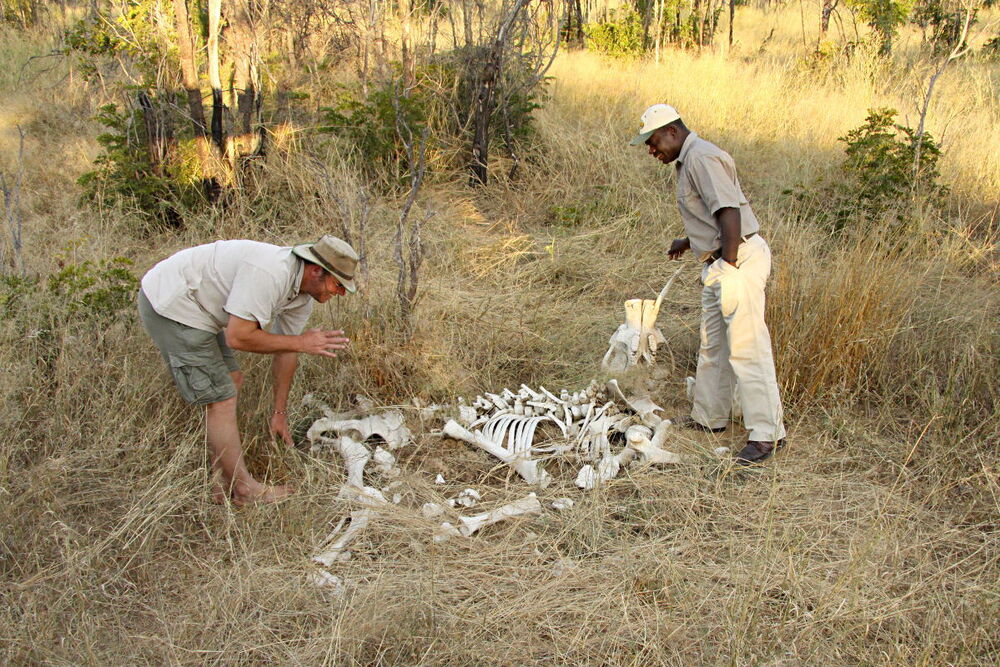 The Most Important Secret to a Great Safari - Part 2
