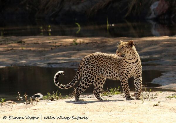 The Most Important Secret to a Great Safari - Part 2