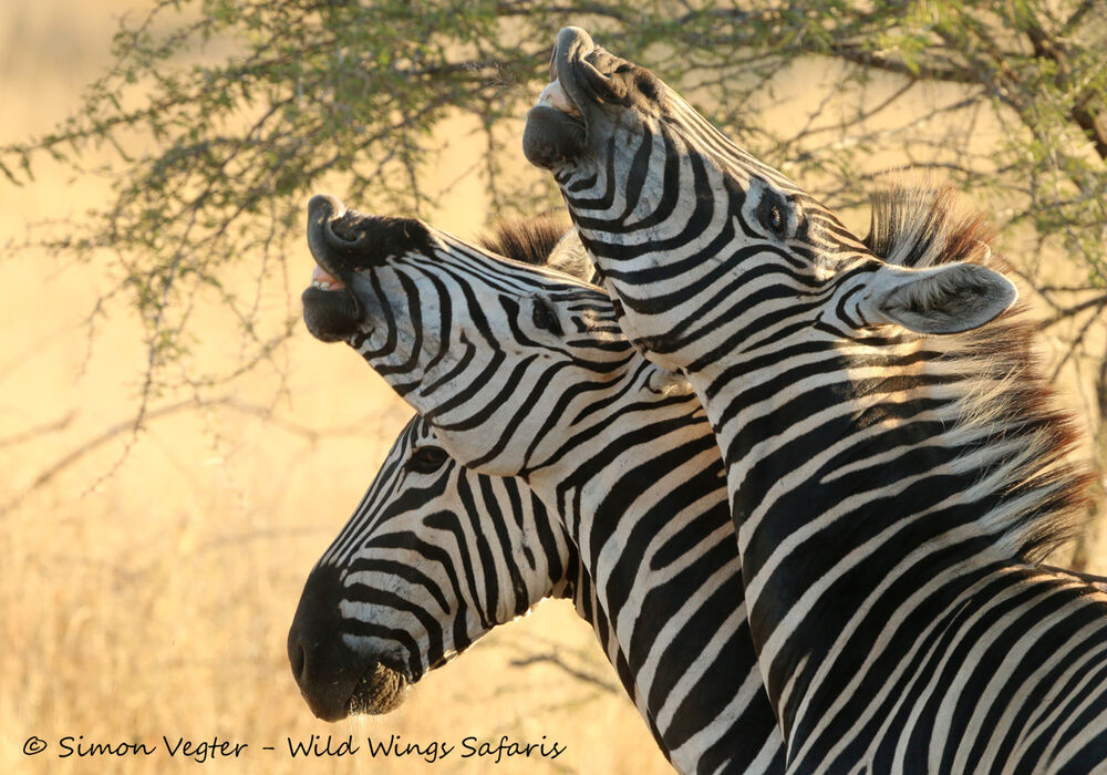 Best Ever Kruger Tour