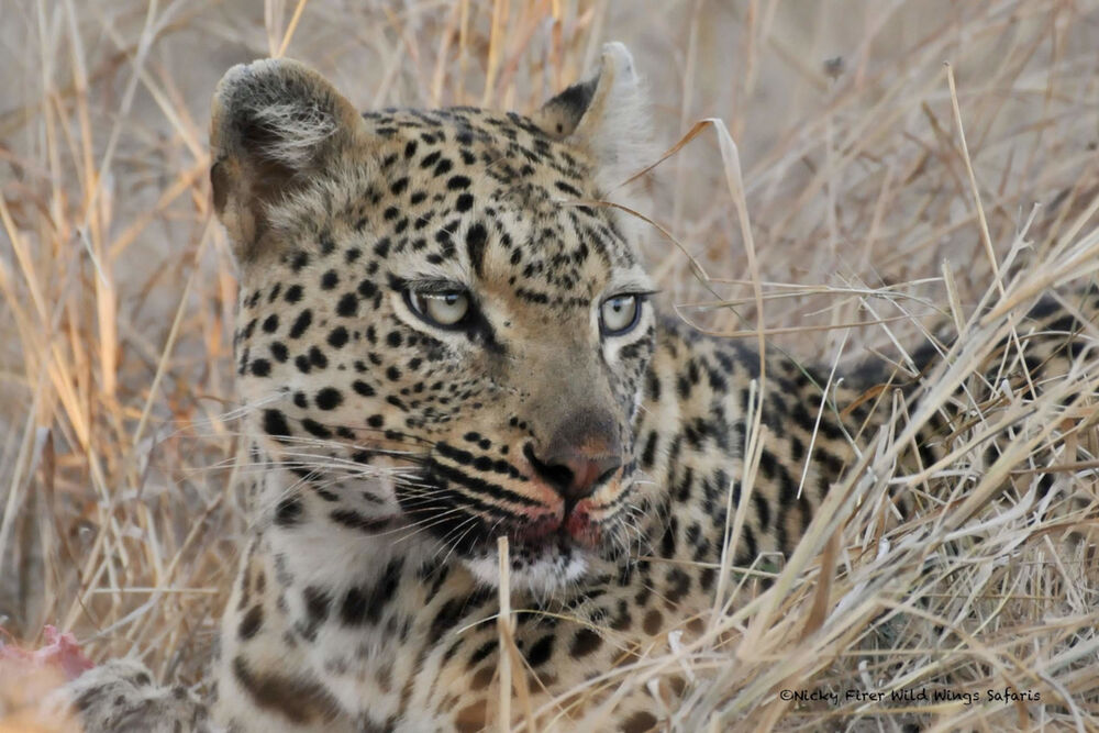 Best Ever Kruger Tour