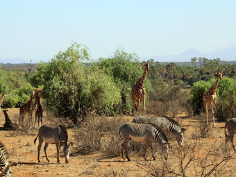 Travel Guide Samburu National Park