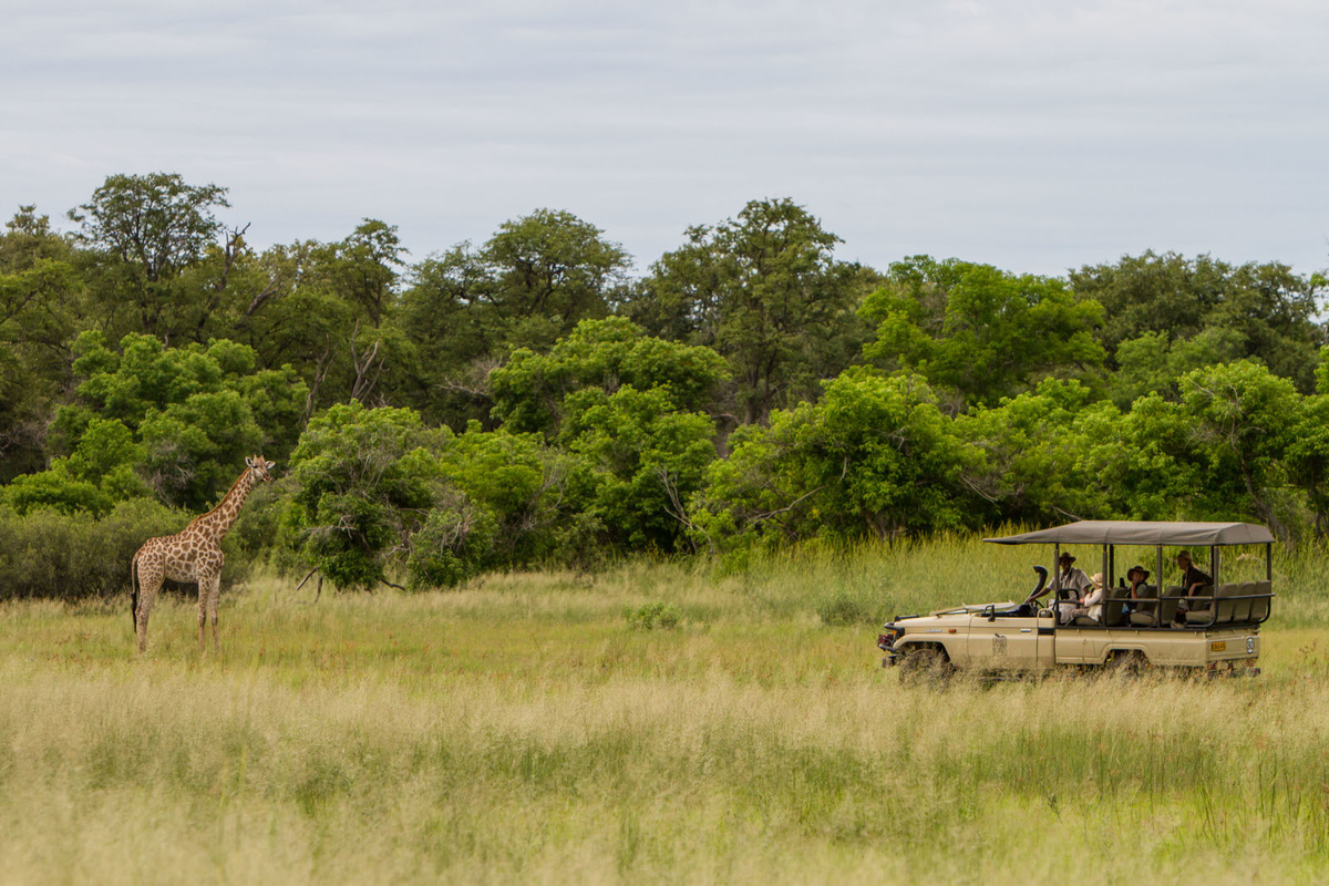 Travel Guide Moremi Game Reserve | Botswana