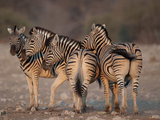Travel Guide Etosha National Park | Namibia