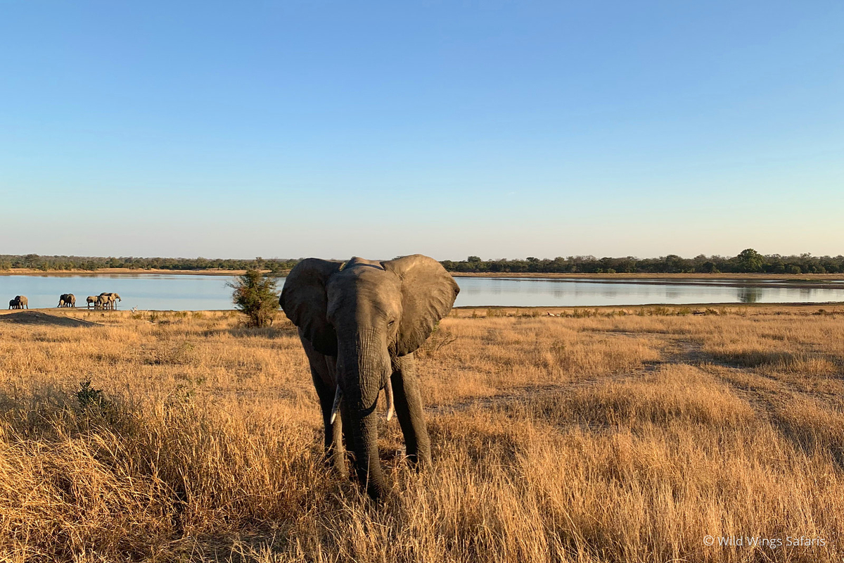 Travel Guide Manyeleti Game Reserve