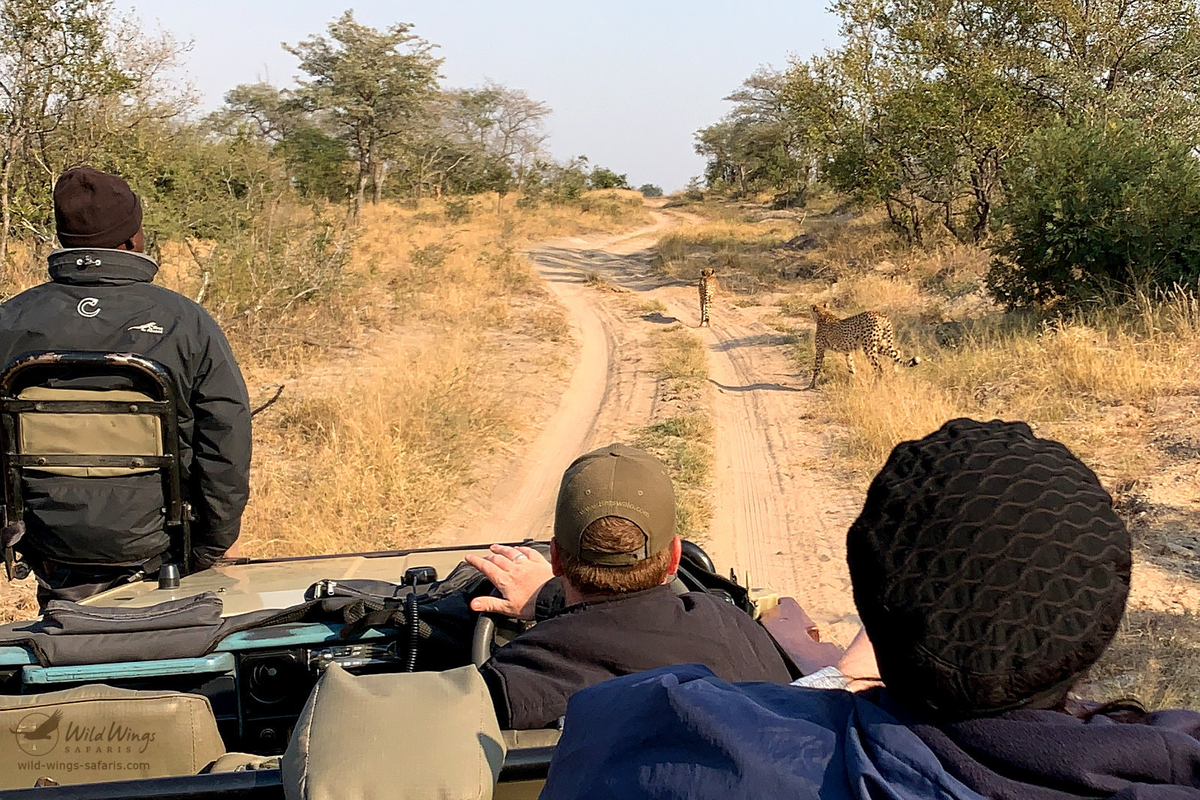 Travel Guide Manyeleti Game Reserve