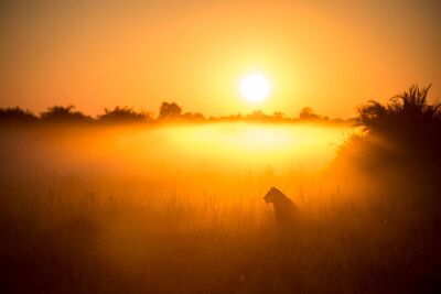 Fine Art Wildlife Photography - An Interview with Wim van den Heever