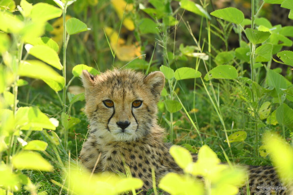 On safari at Tswalu in the green Kalahari – a magical paradise
