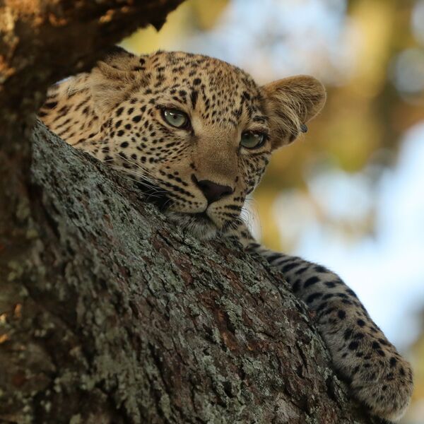 Pairing Southern Africa's Top Safari Destinations