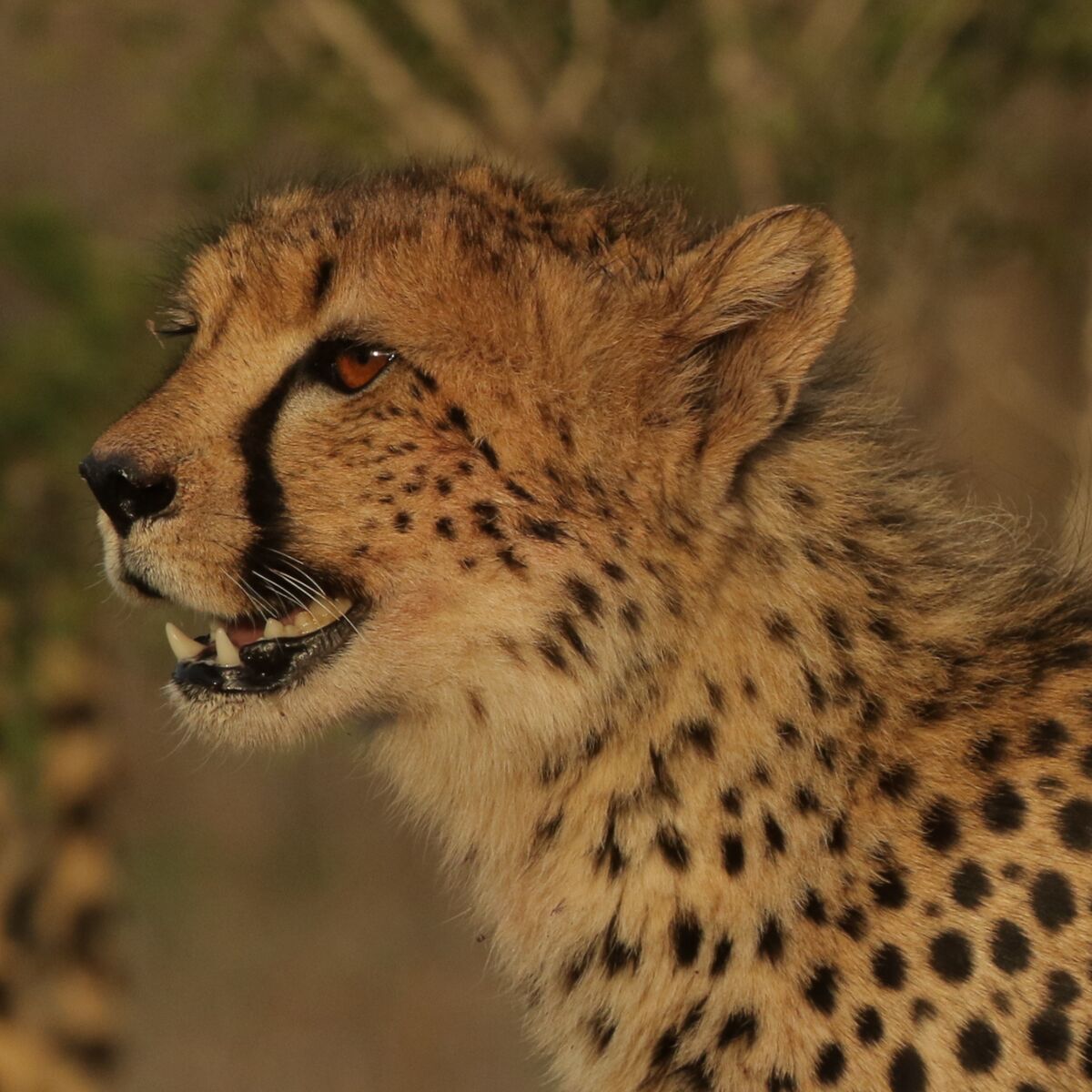 7 Great Ways to Get the Best Wildlife Viewing Experience