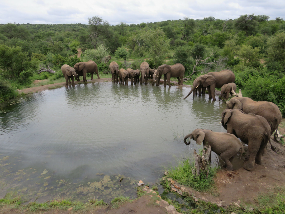 Travel Guide Balule Private Game Reserve | Greater Kruger