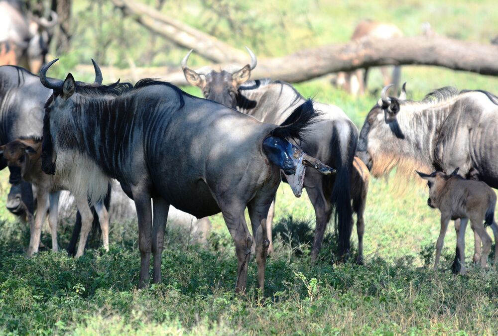 The Great Wildebeest Migration: A complete guide