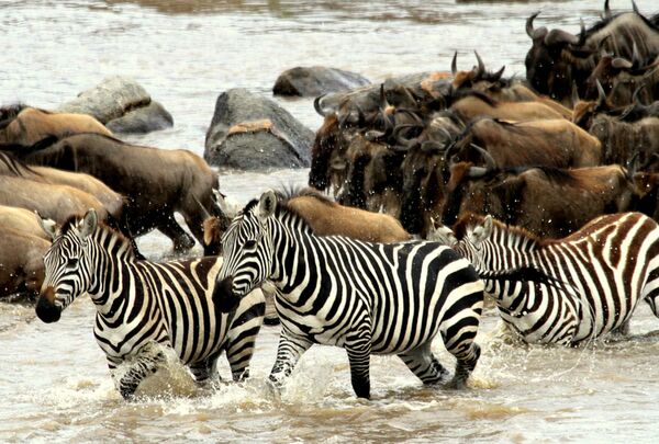 The Great Wildebeest Migration: A complete guide