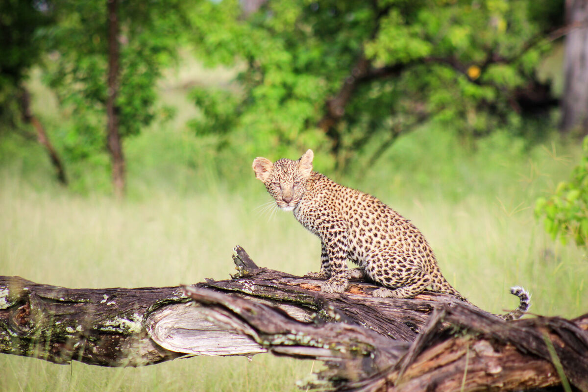 Travel Guide Moremi Game Reserve | Botswana