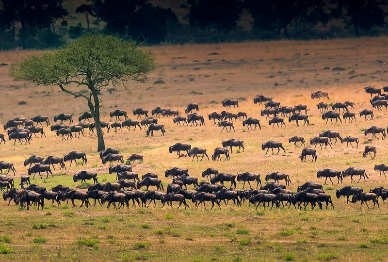 The Great Wildebeest Migration: A complete guide