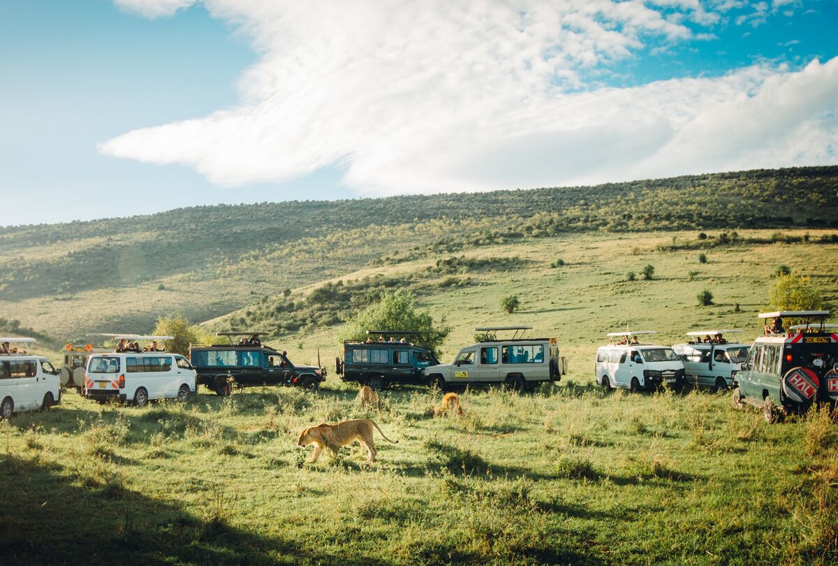 The Great Wildebeest Migration: A complete guide