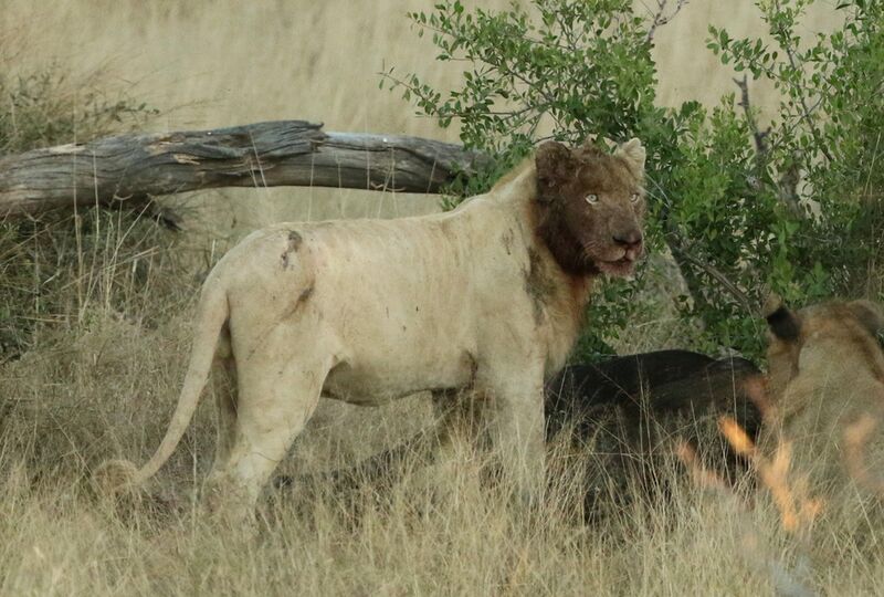 The New White Lions of Kruger
