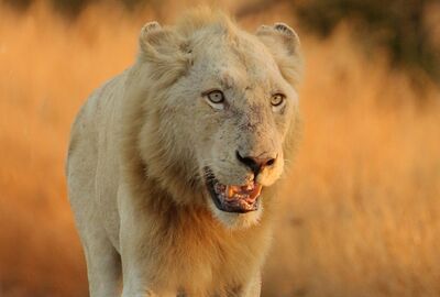 The New White Lions of Kruger