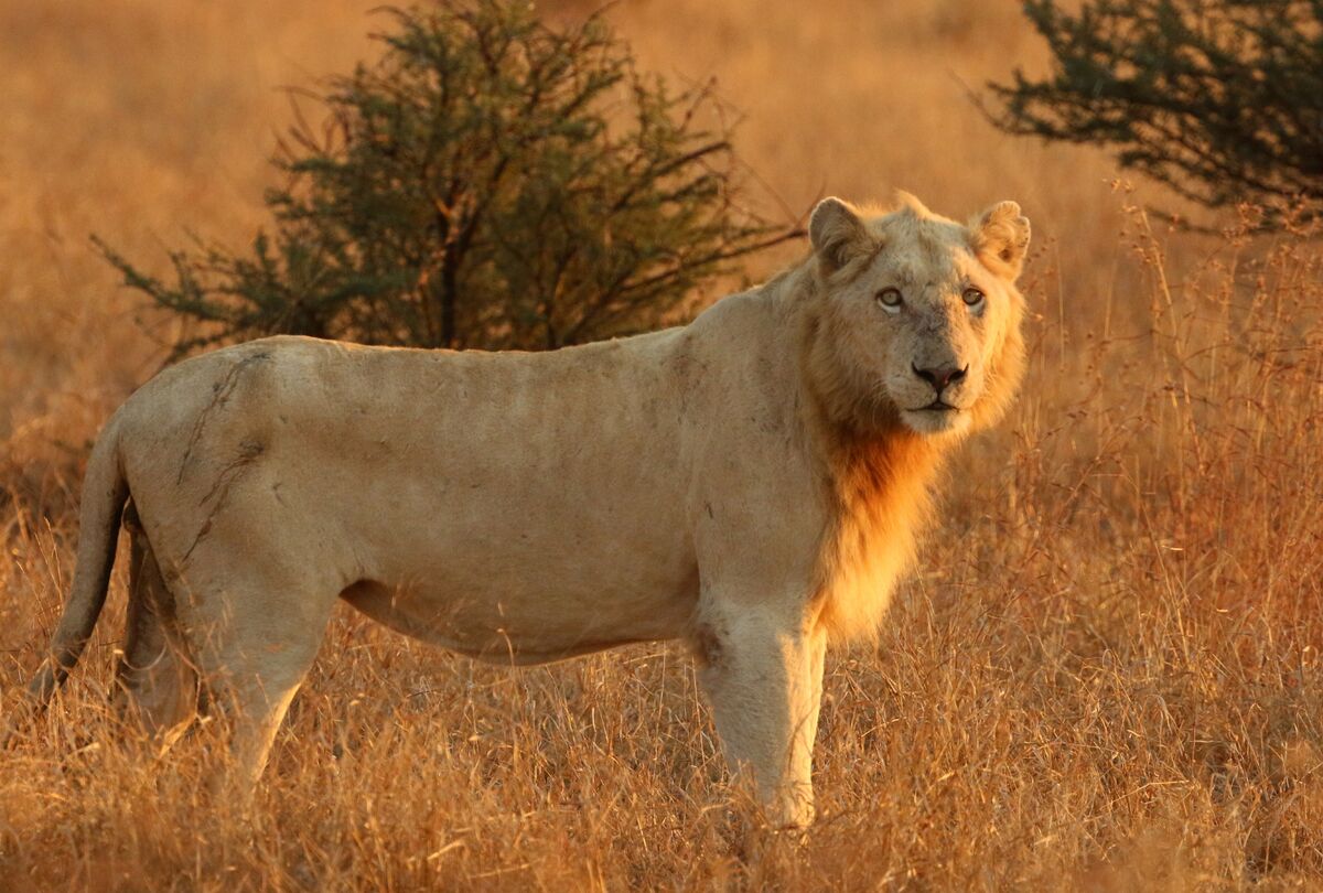 The New White Lions of Kruger