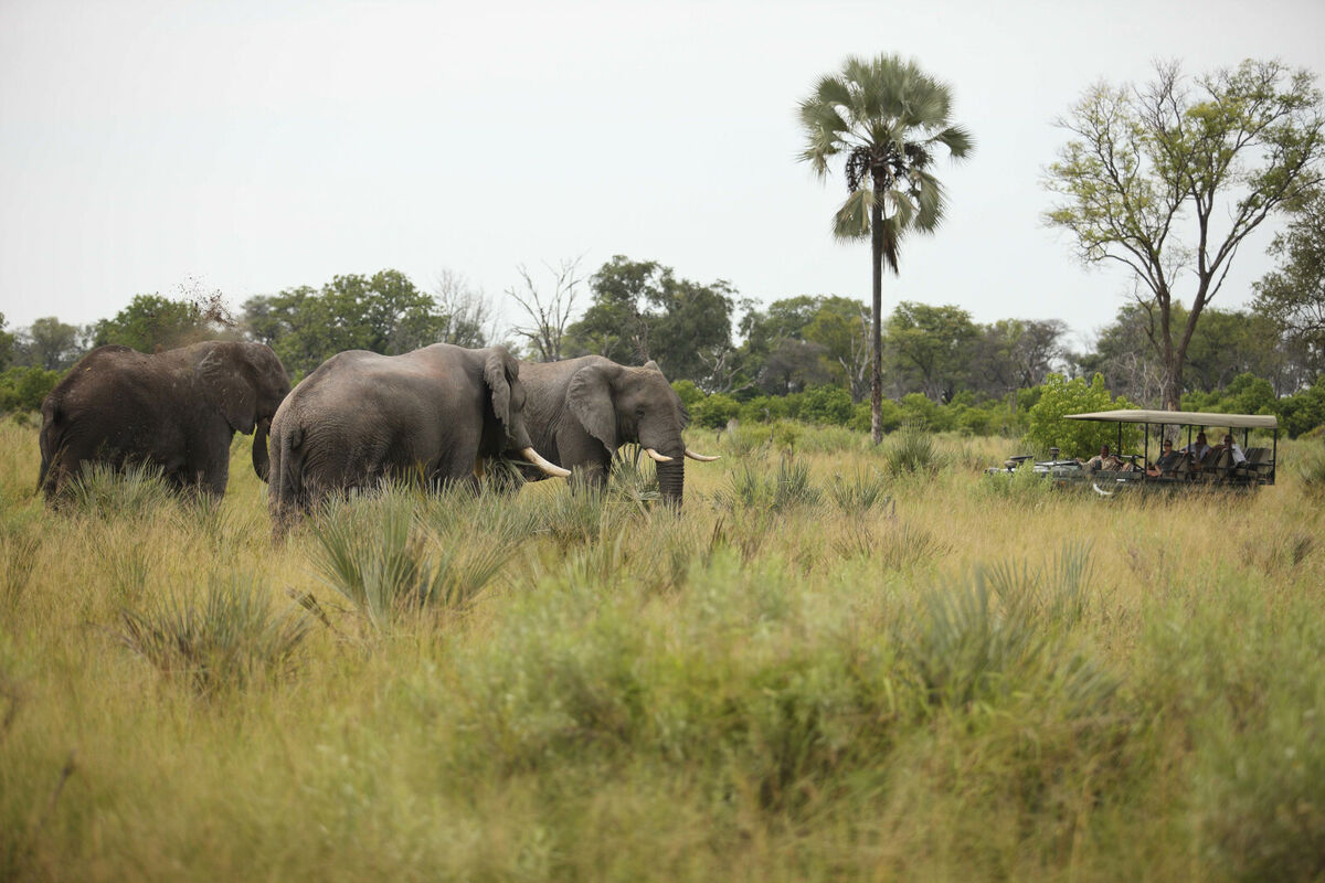 Travel Guide Okavango Delta | Botswana