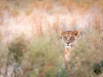 Travel Guide Okavango Delta | Botswana