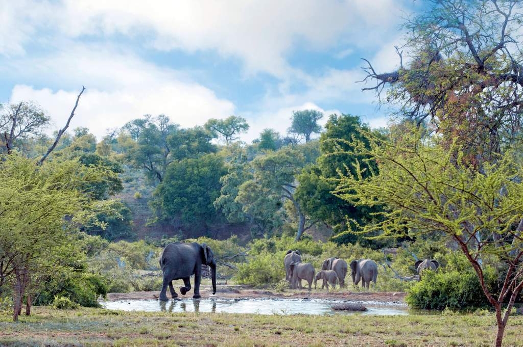 Kings Camp | Timbavati Private Game Reserve