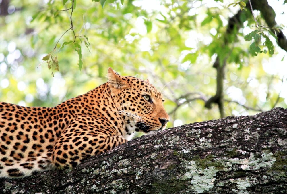 Best Places To See Rhinos, Leopards, Cheetahs or Wild Dogs