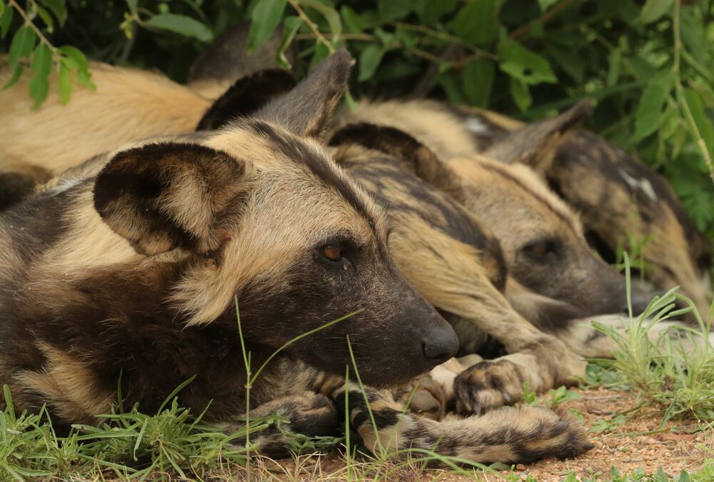 Best Places To See Rhinos, Leopards, Cheetahs or Wild Dogs