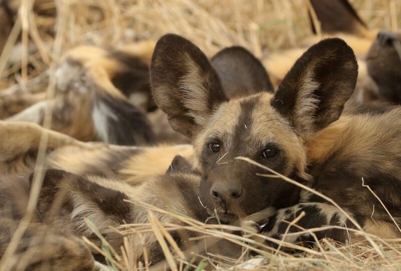 Best Places To See Rhinos, Leopards, Cheetahs or Wild Dogs