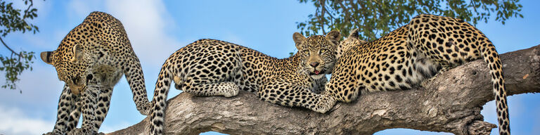 Map of Timbavati Game Reserve