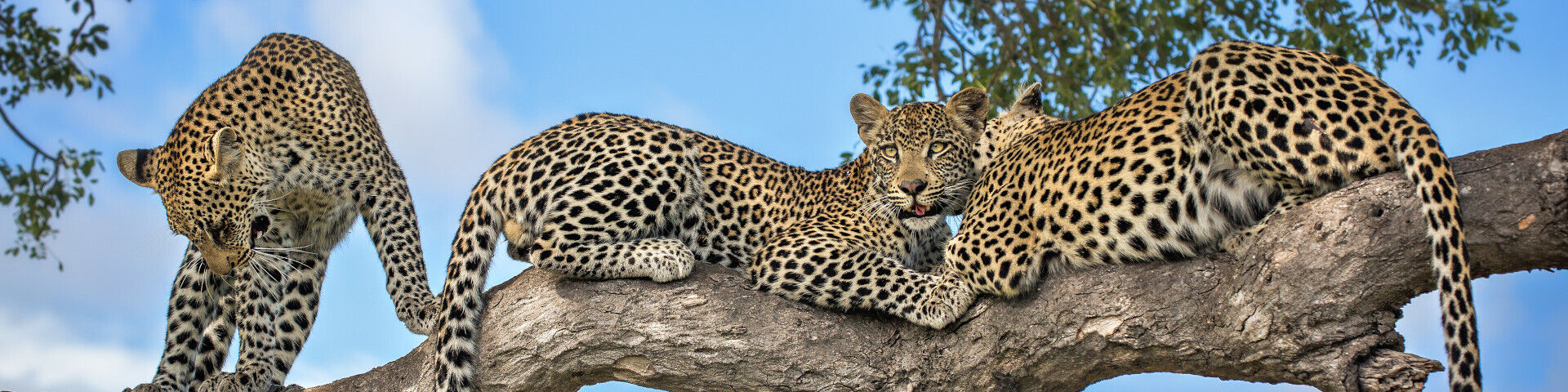 Map of Timbavati Game Reserve