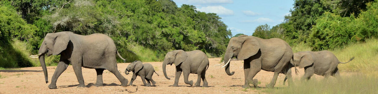 7 Best Ways to "Do" Kruger