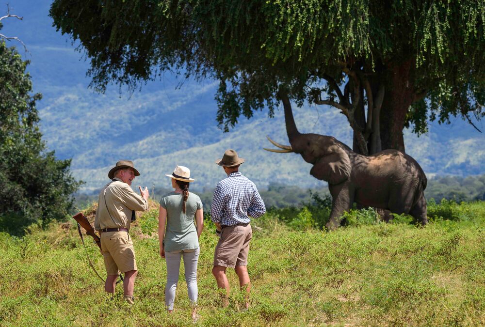 Picking the Right African Safari Operator