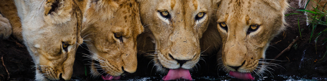Why Timbavati Game Reserve?