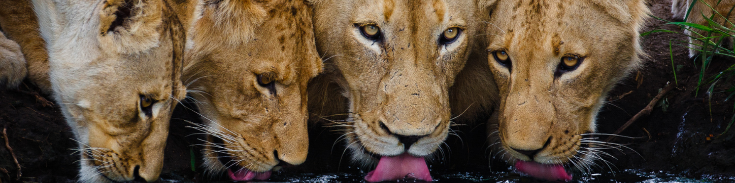 Why Timbavati Game Reserve?