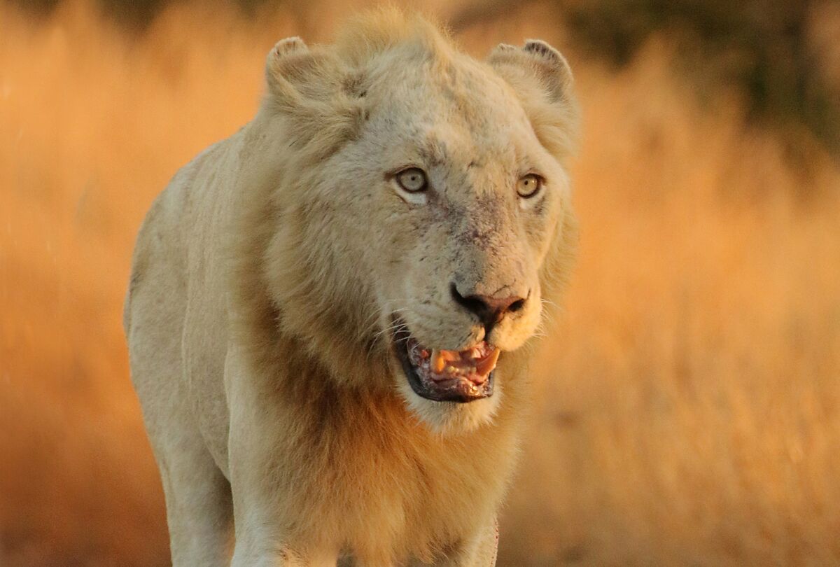 Why Timbavati Game Reserve?