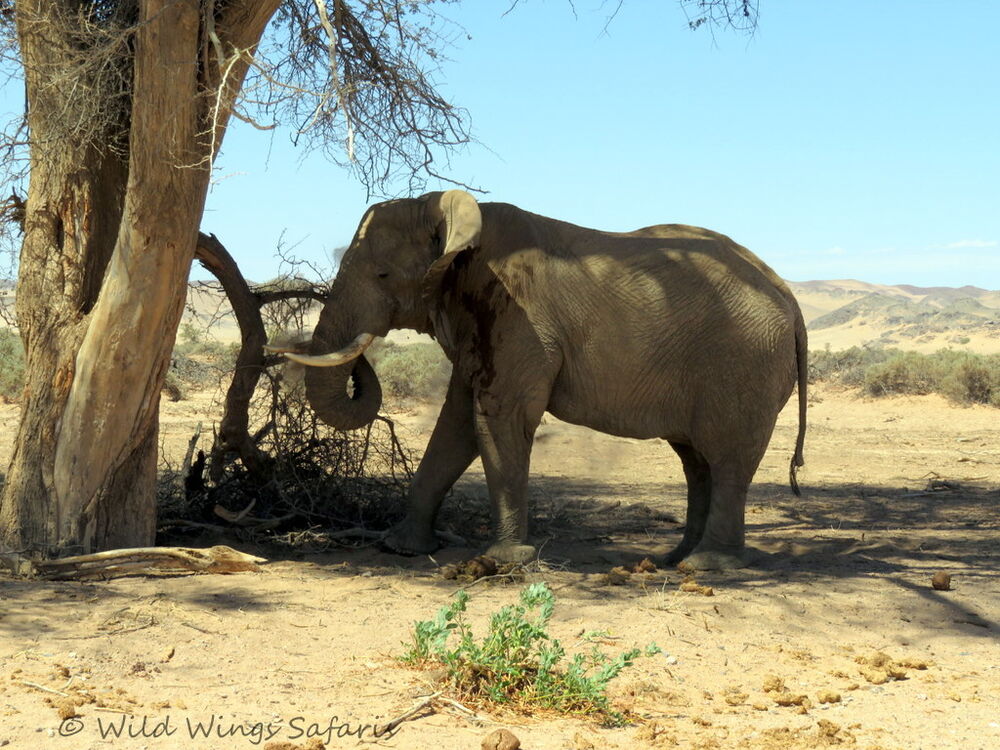 Find out why Namibia is the ultimate safari destination ...