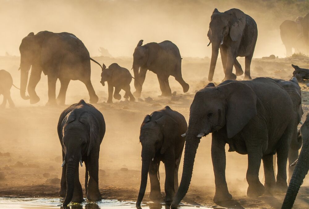 7 Day Fly-In Namibian Safari