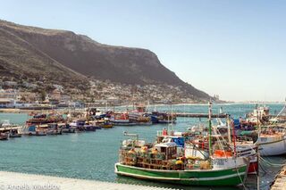 Surfing safaris ... or cooking crazy?
