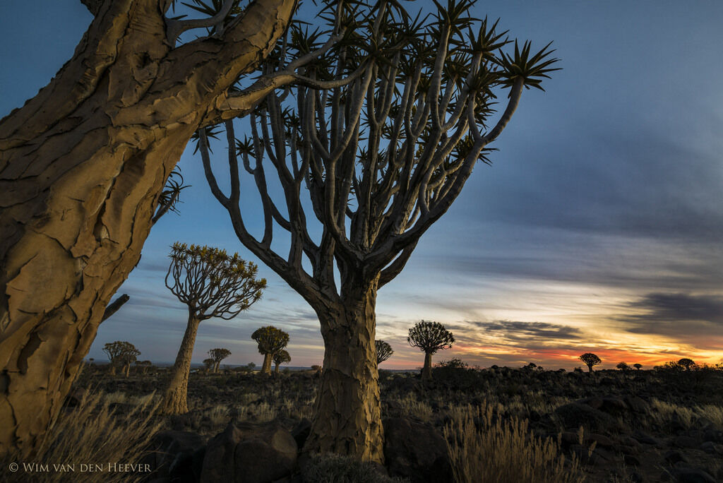 Find out why Namibia is the ultimate safari destination ...