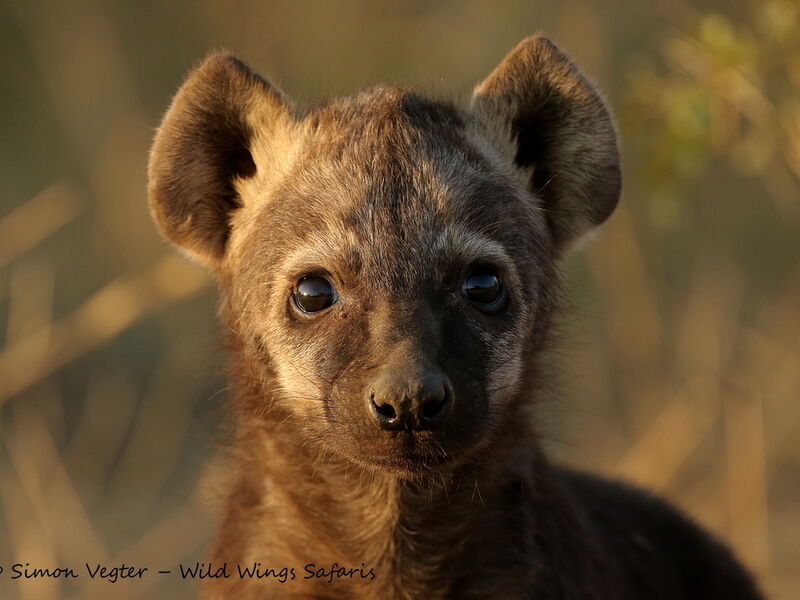Why baby animals are so adorable and when it's the best time to see them!