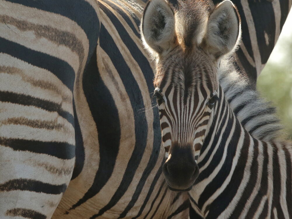 Why baby animals are so adorable and when it's the best time to see them!