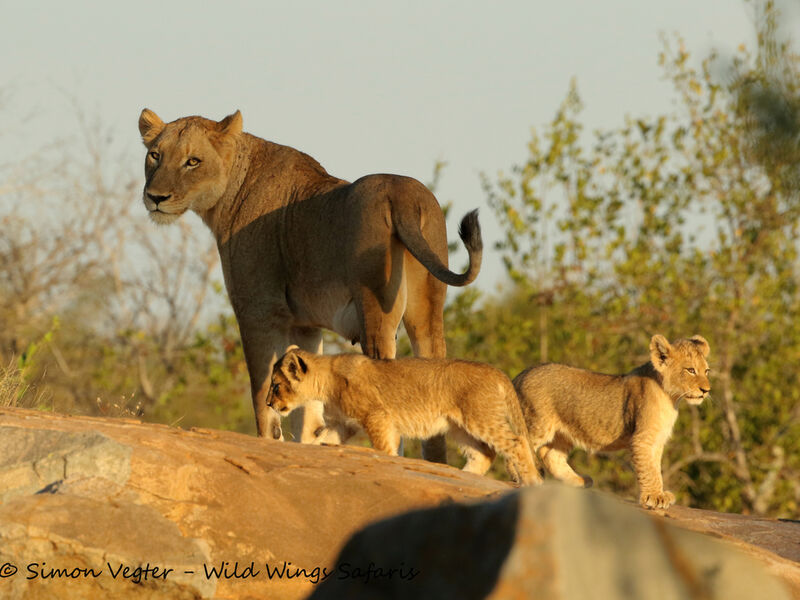 Why baby animals are so adorable and when it's the best time to see them!