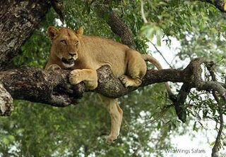 Lions Almost Scare the Spots Off a Leopard - and Steal its Kill!