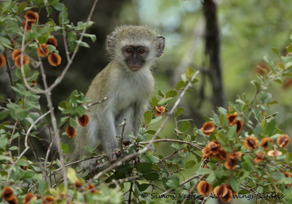 3 Day Kruger Park Safari