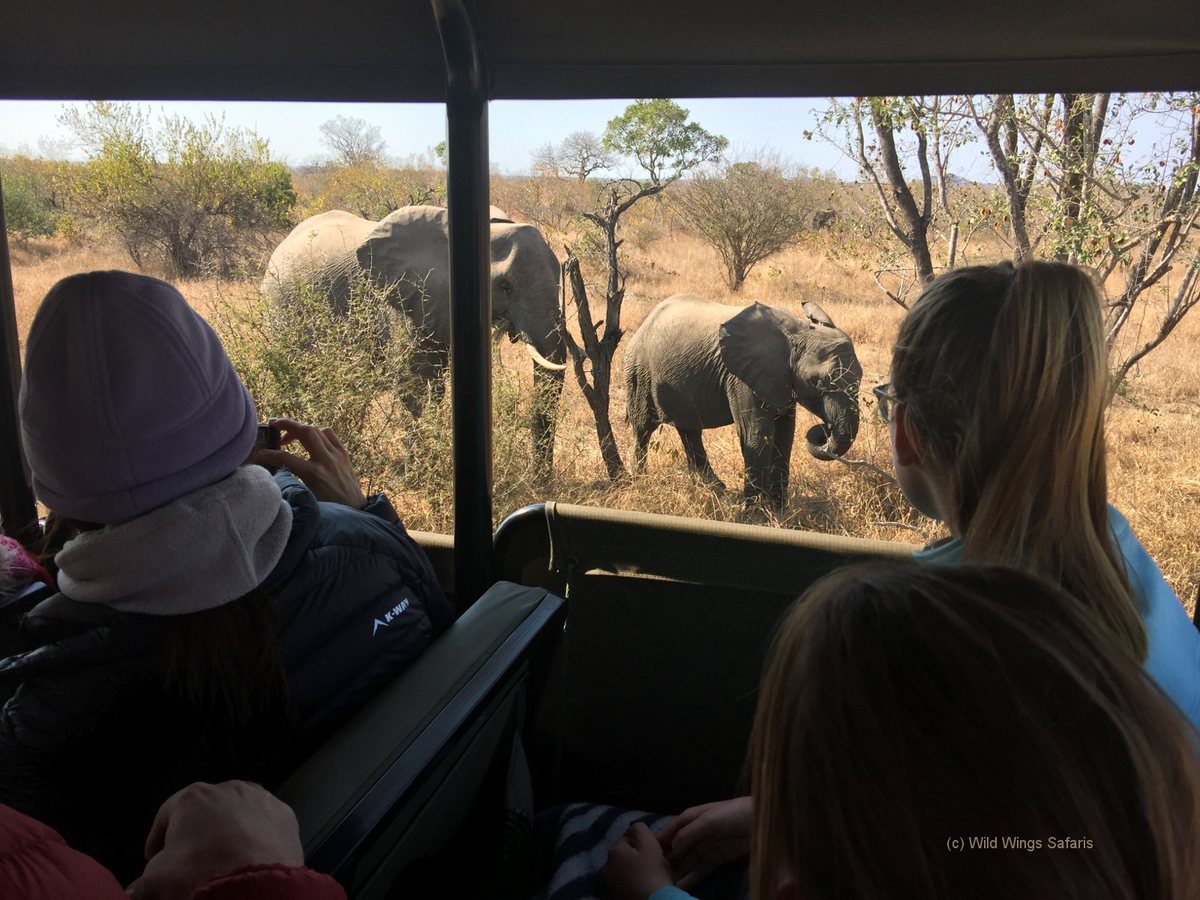 Travel Guide Kruger Park & Private Game Reserves - Safari Guide