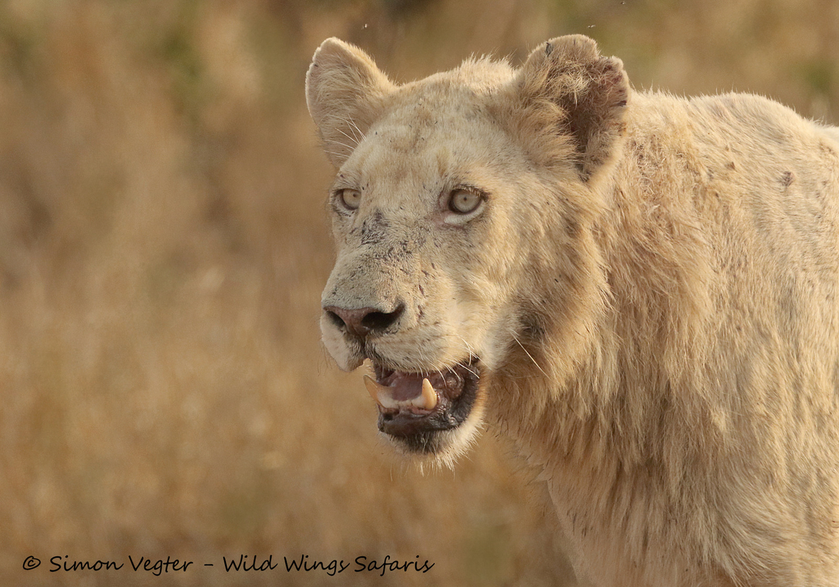 Travel Guide Timbavati Game Reserve | Kruger National Park