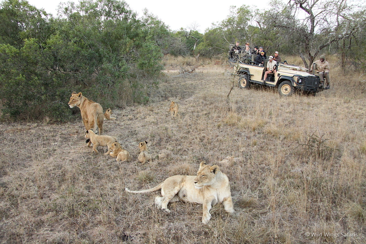 Travel Guide Timbavati Game Reserve | Kruger National Park