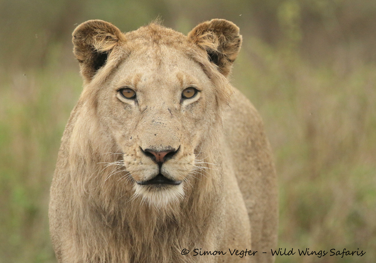 Travel Guide Timbavati Game Reserve | Kruger National Park